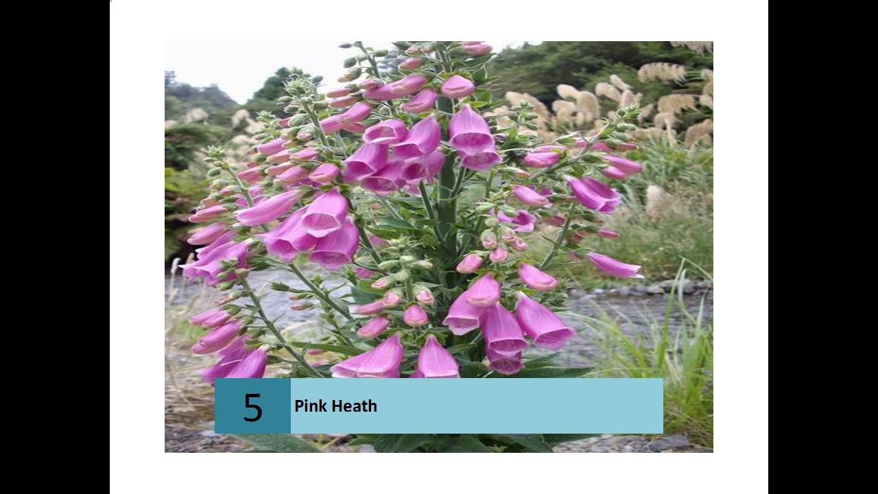Pink Heath - YouTube