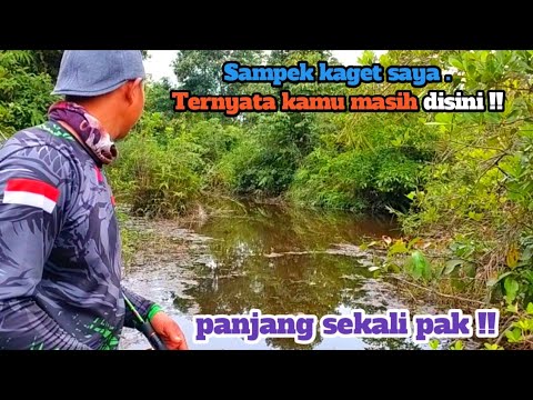Ganas nya monster !! Gabus!!  penghuni rawa,mau matahkan joran.@Heri ktm mania.