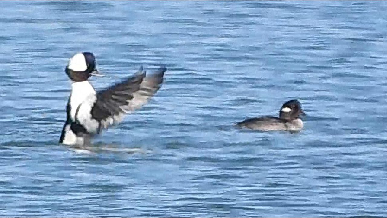 MIX WB 20231125 - YouTube