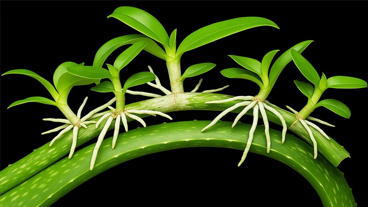 Orchids grow roots and sprout new green buds by this method - YouTube