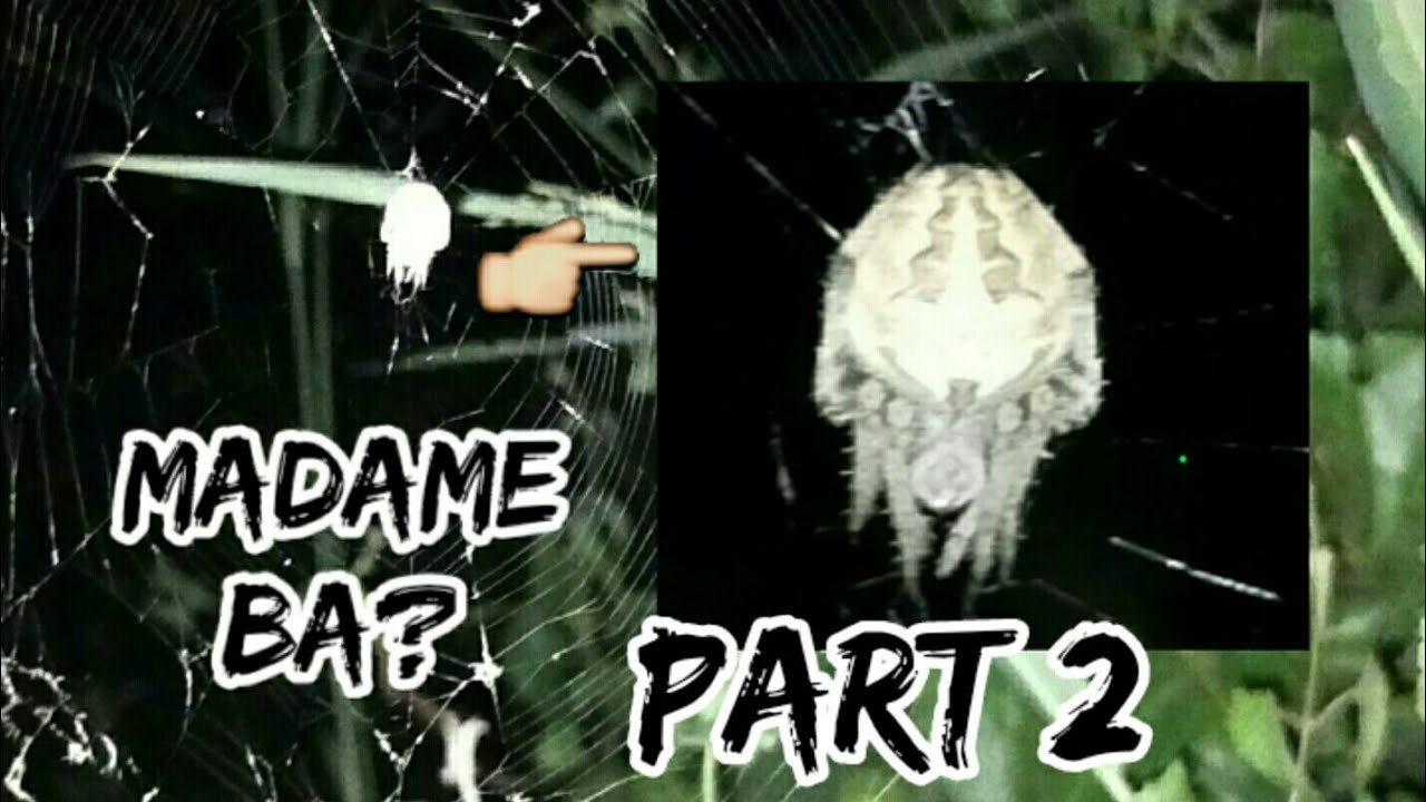 spider hunting night part 2 with gagamballs and kadagit - YouTube