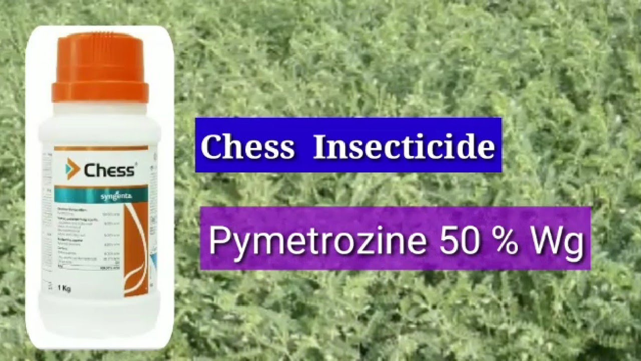 Syngenta Chess Insecticide || pymetrozine 50% wg - YouTube