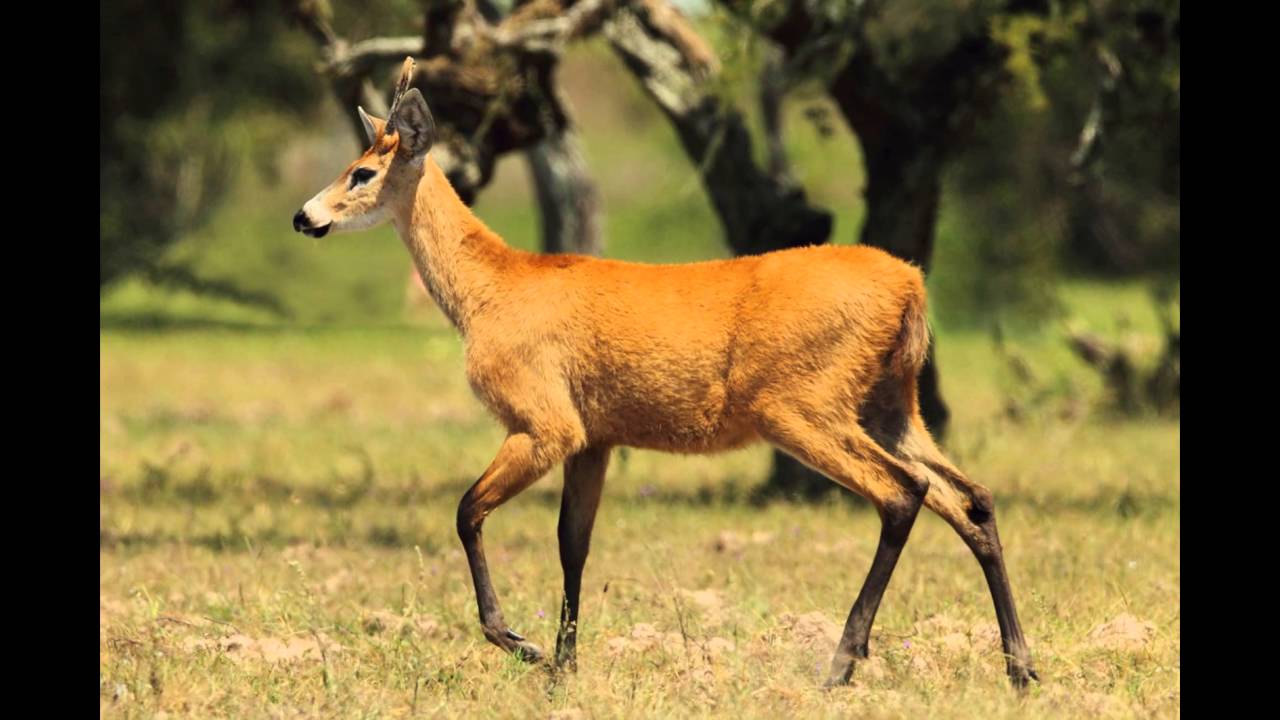 Mundo Animal, Cervo do Pantanal. - YouTube