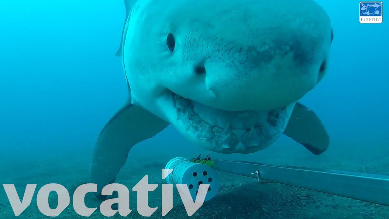 Curious Great White Shark Plays With Underwater Camera - YouTube