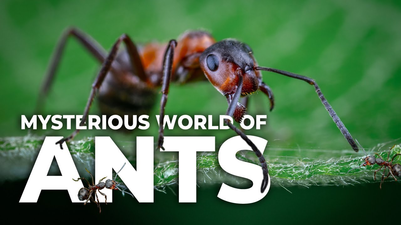 LIFE OF ANTS | Insect life | Mysterious World of Ants | Life Wonders ...