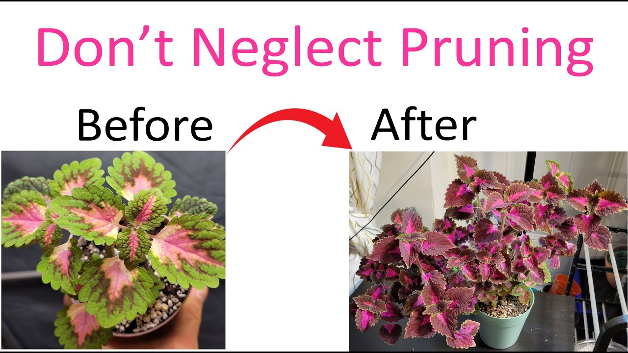 The Art of Coleus Pruning: Mastering the Technique for Gorgeous Plants ...