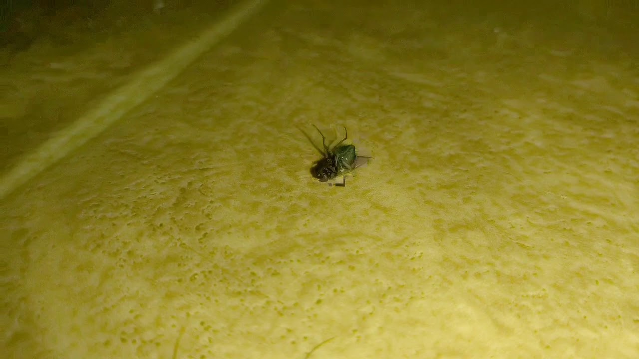 Fly is dancing like a stripper - YouTube