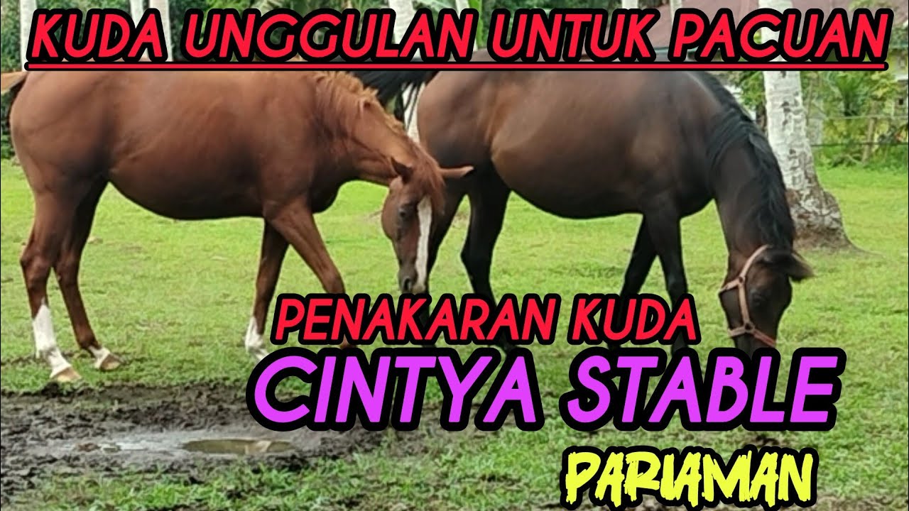 kuda unggulan untuk pacuan Di PENAKARAN kuda SINTYA STABLE PARIAMAN ...