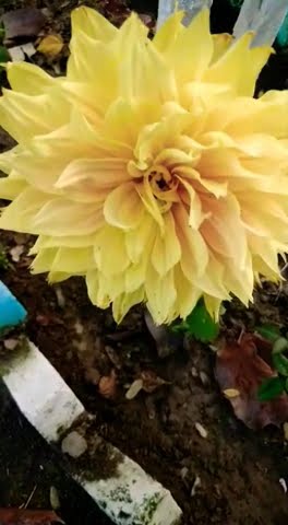 Daliya Flower #seasonal Daliya flowering in garden # - YouTube