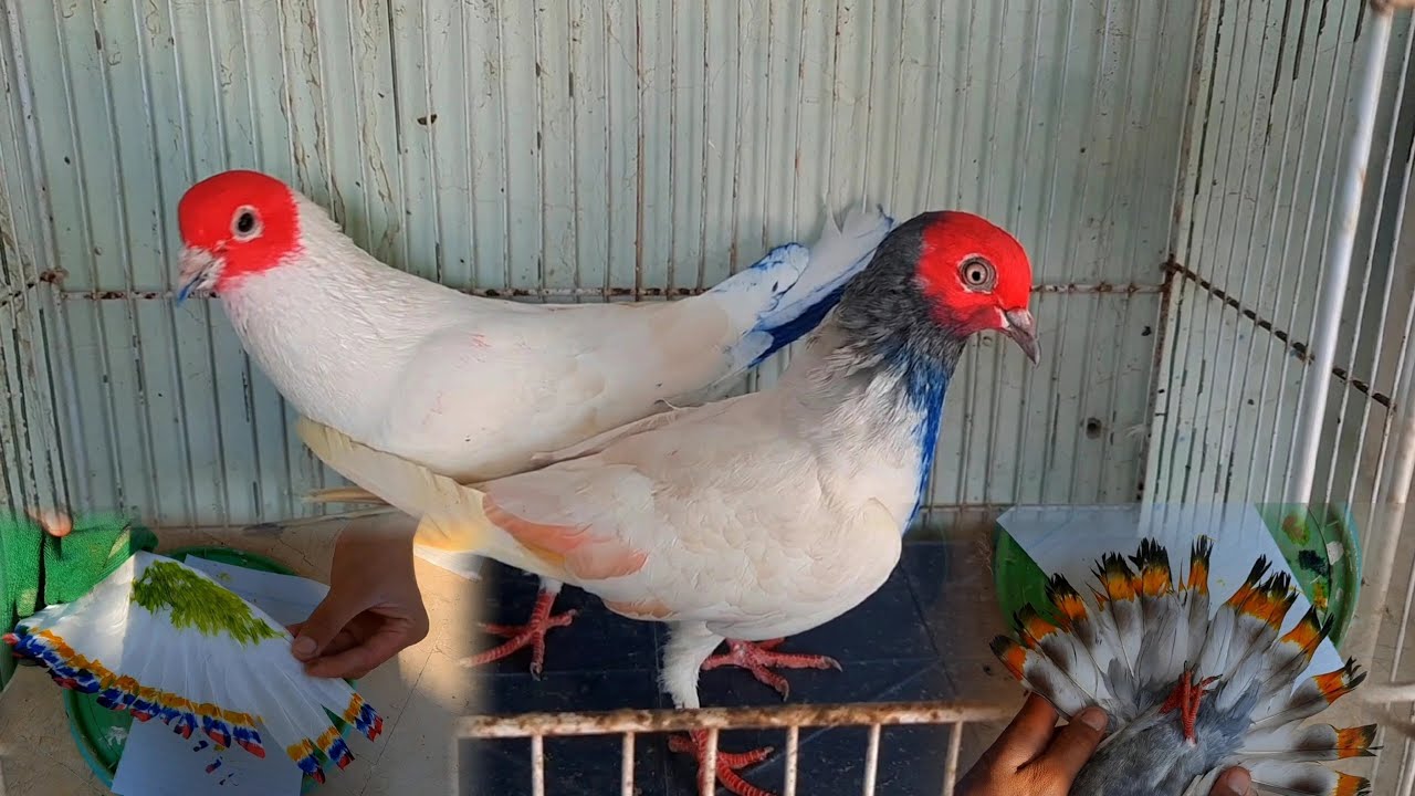 kabootar ko rang lagane ka tarika || kabutar ka rang kaise banaen ...