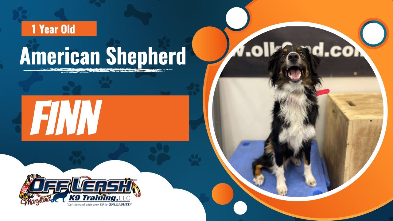 American Shepherd~ Finn~Off Leash K9 Training Maryland~ 2 Week Board ...