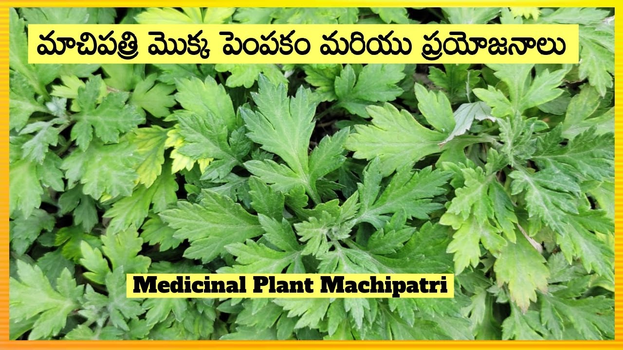 మాచిపత్రి మొక్క పెంపకం మరియు ప్రయోజనాలు (Medicinal Plant Machipatri ...