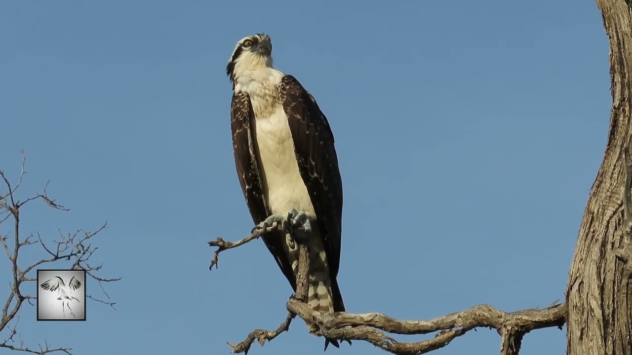 A migratory Osprey visits Bonaire in the southern Caribbean. - YouTube