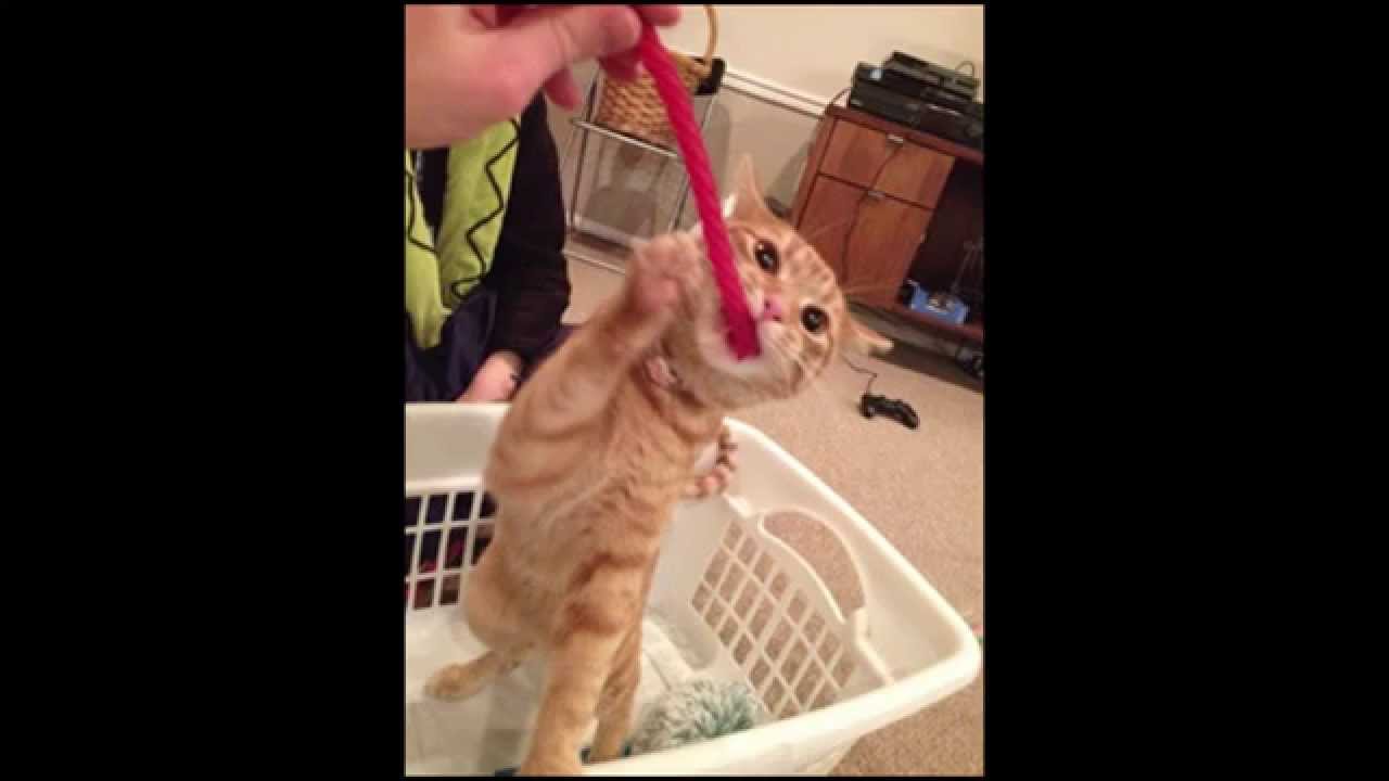 Annie the Cat - Episode 5 - Catnip - YouTube