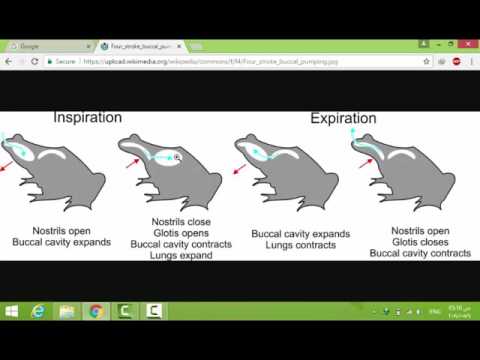 Frog Breathing - Buccopharyngeal Respiration - Amphibian Respiration ...