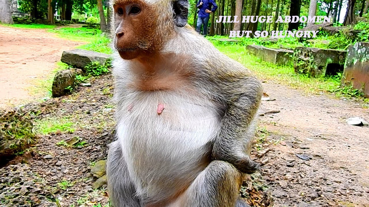 Oop! Monkey Jill Is So Huge Abdomen But Mouth Very Hungry, Jill Is ...
