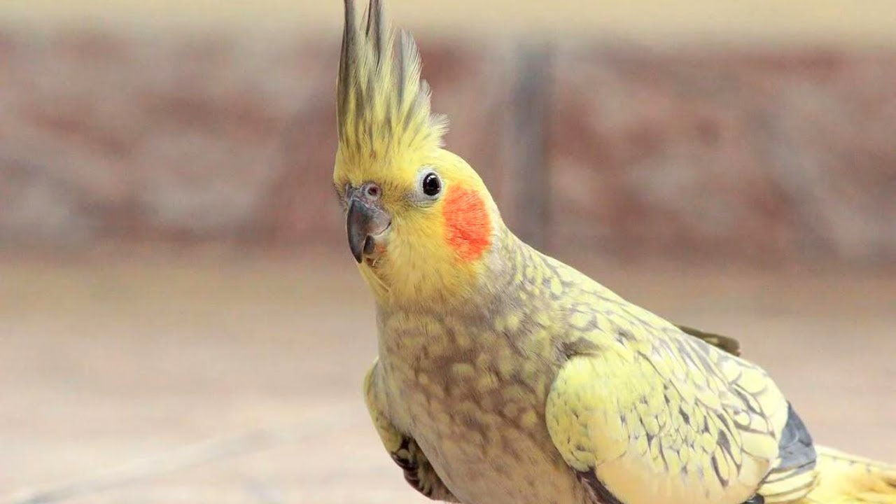 Cockatiel Singing | Cockatiel Song | Cockatiel Calls | Cockatiel Sound ...