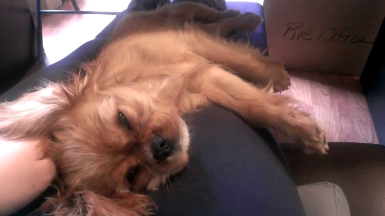 Yuzu Ruby Cavalier King Charles Spaniel Puppy Sleeping on My Lap - YouTube