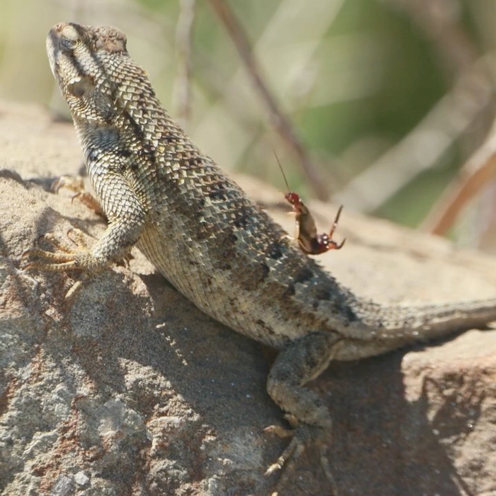 Earwig uses Fence Lizard as a Launch Tower - YouTube