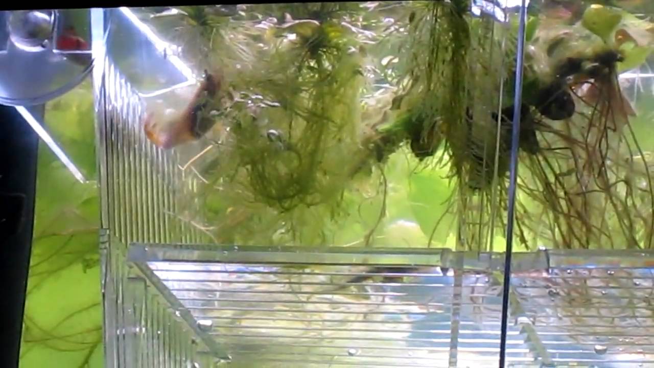 Endlers guppy fry being born - YouTube