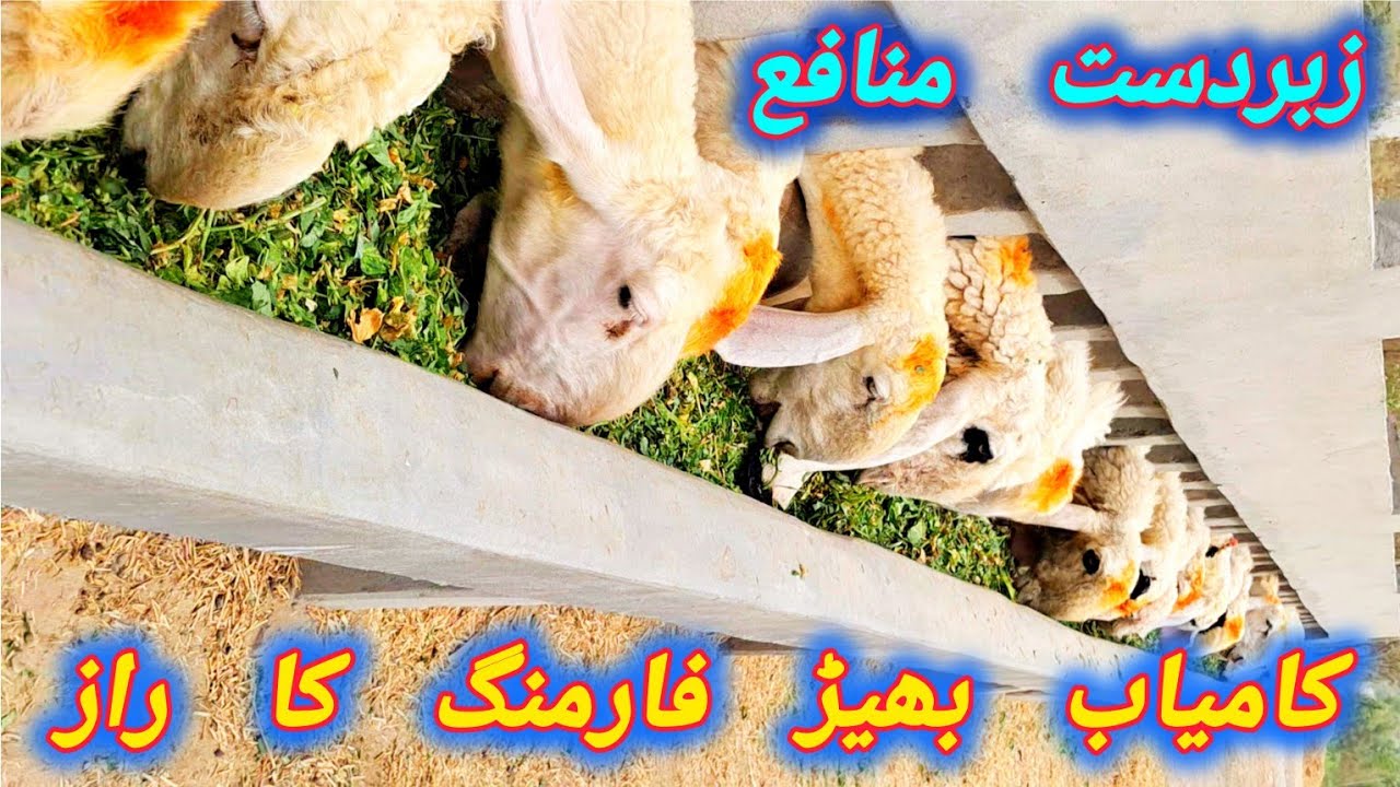 successful modern sheep farming in Pakistan #sheepfarming - YouTube