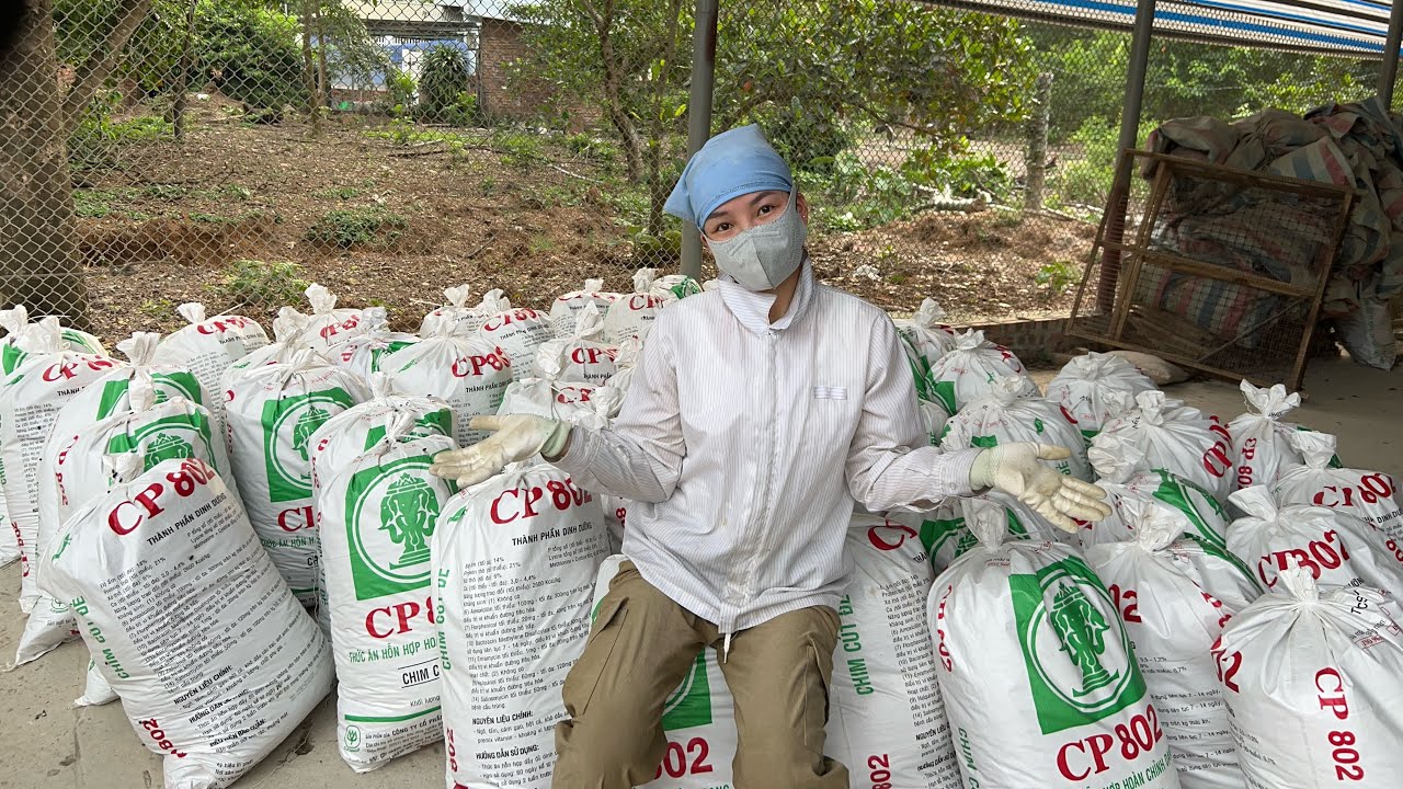 Collect 60 bags of quail droppings every five days #livestock # ...