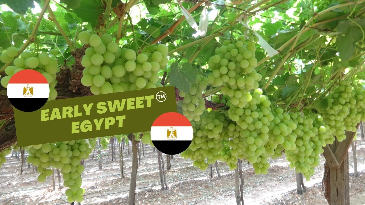 A Look at Early Sweet Grapes in Egypt - YouTube