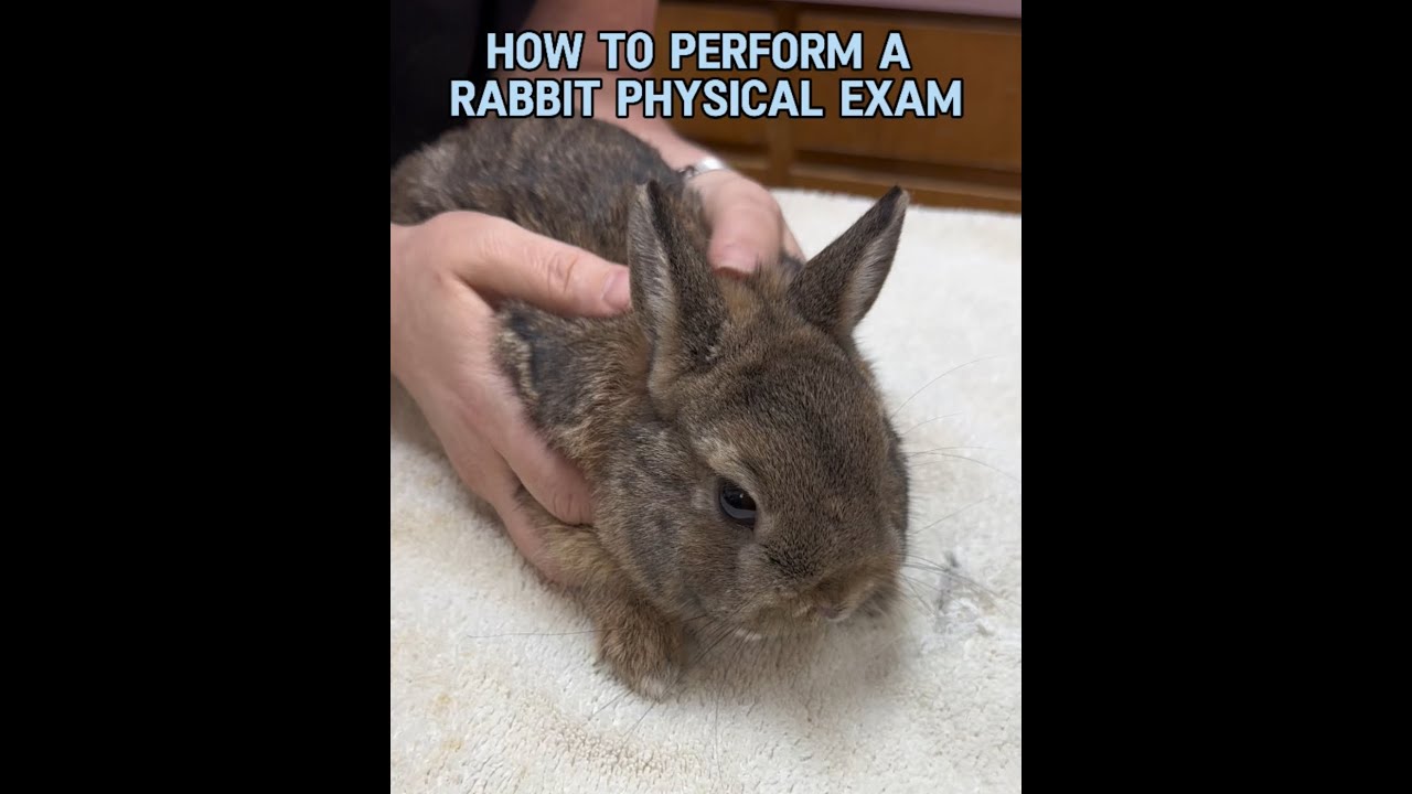 How To Perform A Rabbit Physical Exam: Bunny Health Conditions To Look ...