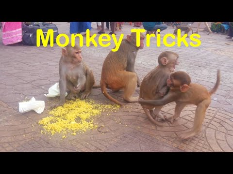 Monkeys react to magic Funny Monkey Show Video Compilation Dance ...