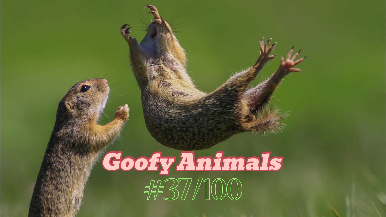 “Goofy Animals” - Day 37/100 of Posting a Daily Video - YouTube