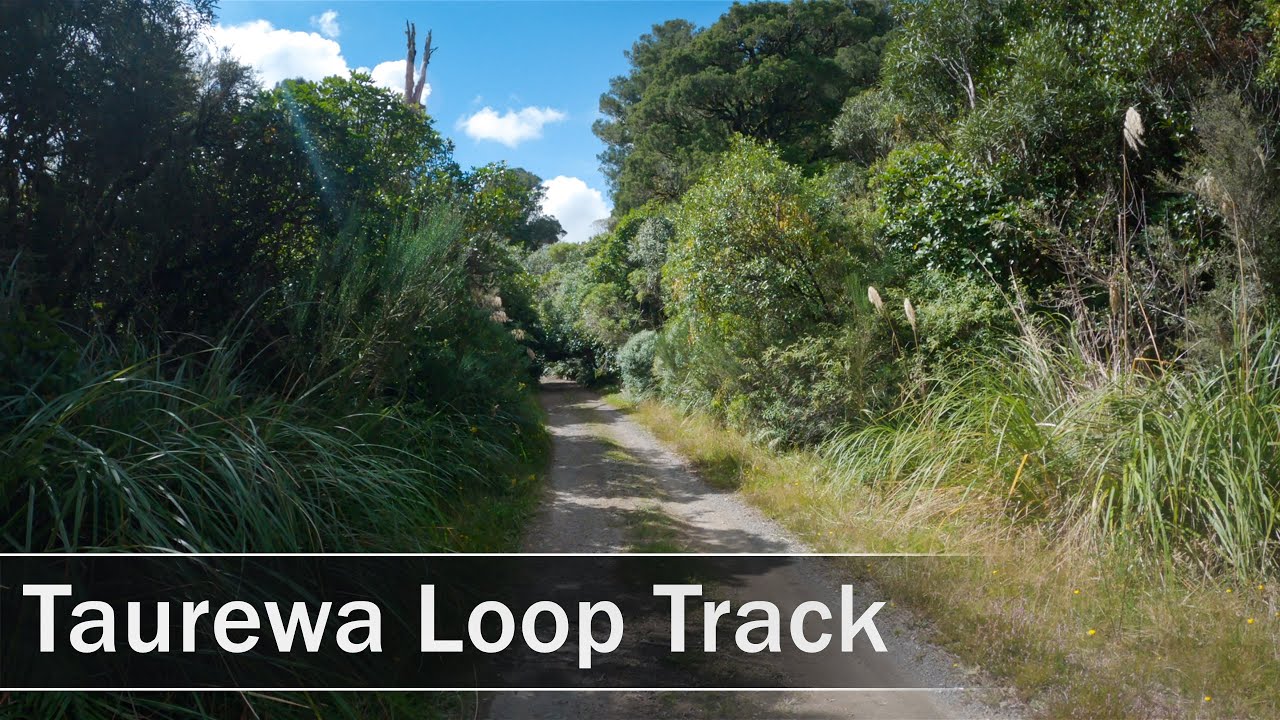 Taurewa Loop Track, Tongariro Forest, New Zealand | 4K - YouTube