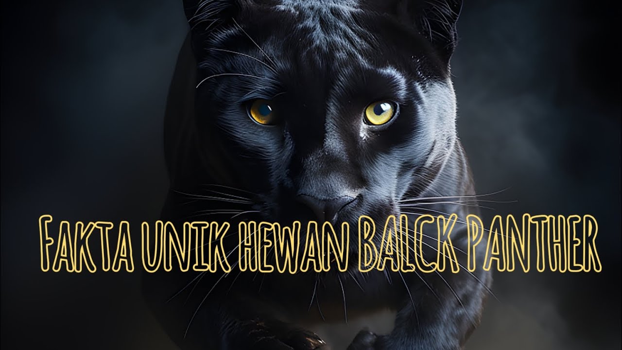 Fakta unik tentang kucing besar hitam (BLACK PANTHER) - YouTube