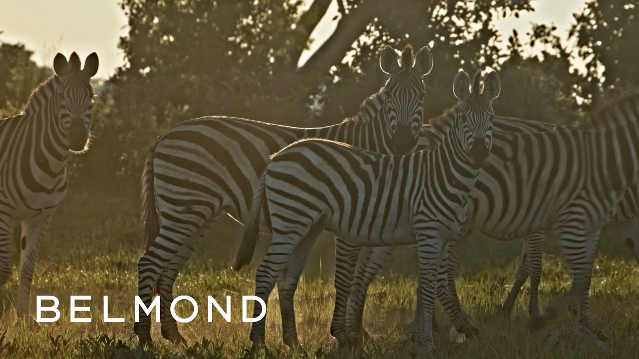 Dawn in Botswana | First Light | Belmond Safaris - YouTube
