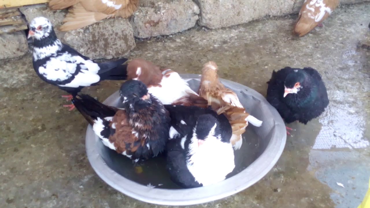 Pigeons having bath part 02 - YouTube