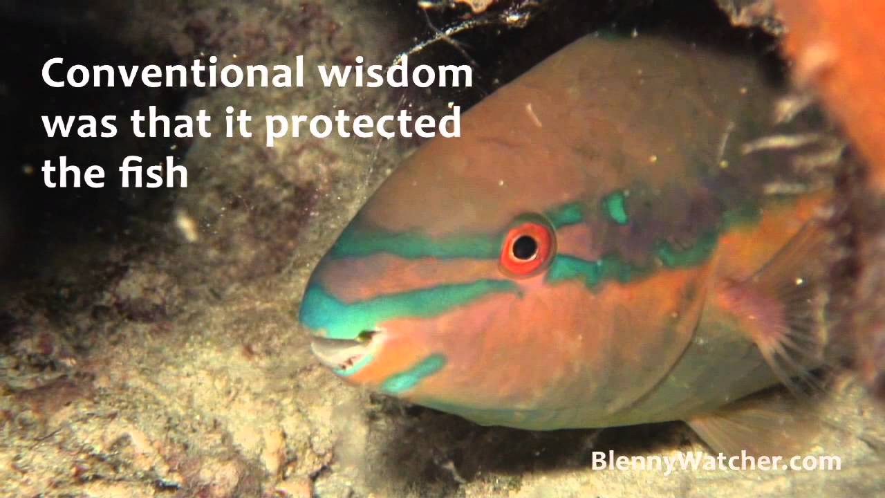 Parrotfish Cocoon from BlennyWatcher.com - YouTube