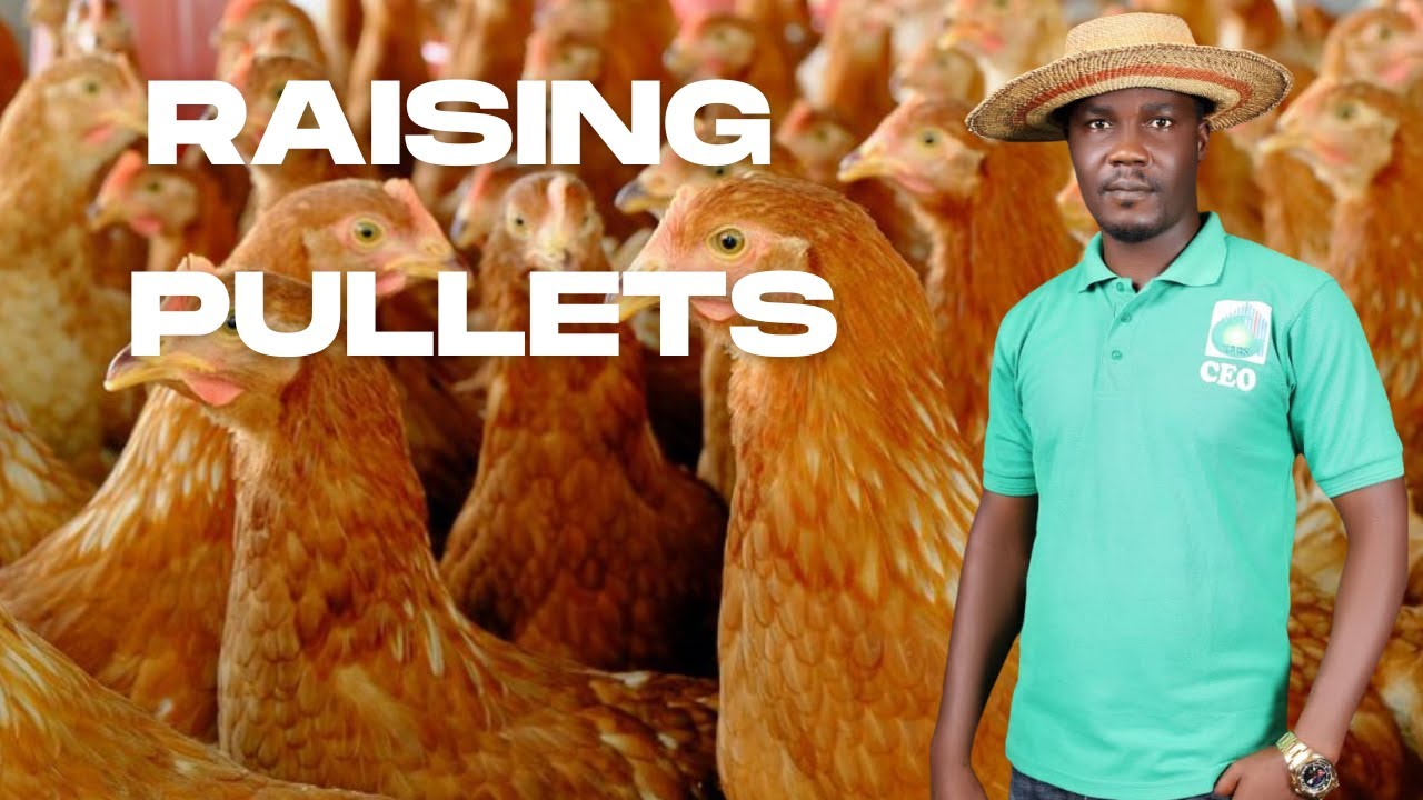 How to Raise Pullets Poultry Birds (Beginners Guide) - YouTube