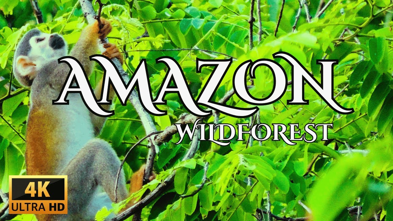 Amazon 4K - The World’s Largest Tropical Rainforest Adventure - YouTube