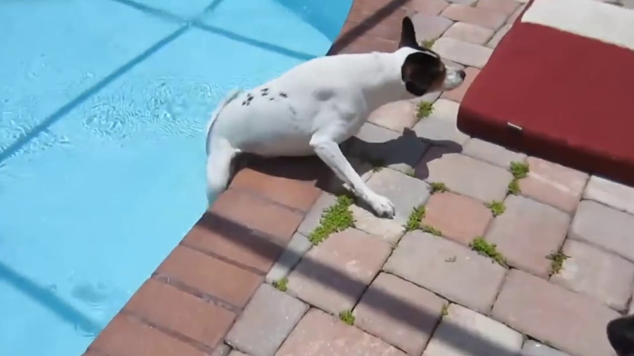 Funny animals falling in water compliation - YouTube