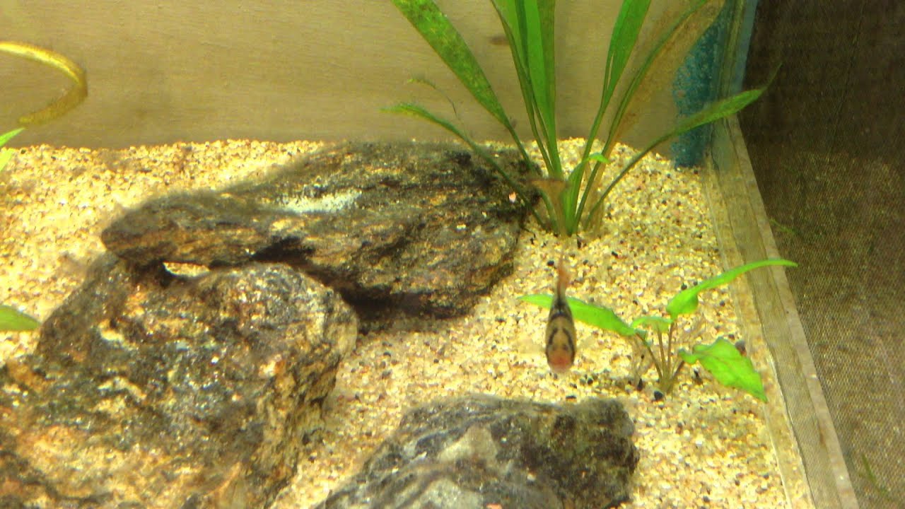 Reproduction Microgeophagus Ramirezi : 3/3 - YouTube