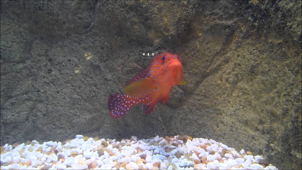 Miniatus Grouper - YouTube