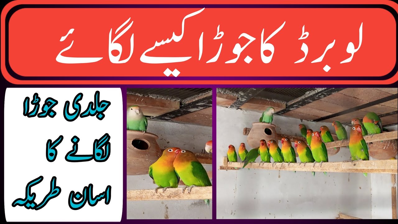 love bird ka pair kesy lgay #lovebirdsetup - YouTube