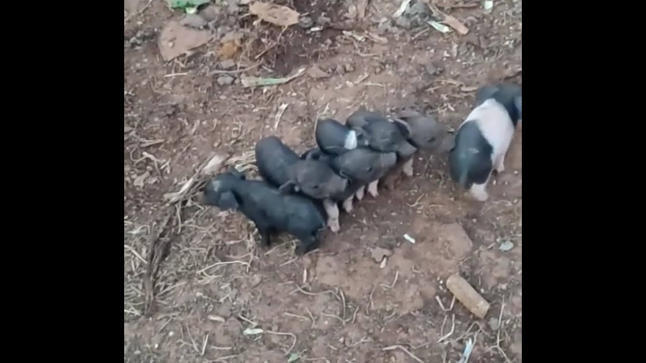 Filhote de porco Muito fofos | D Tudo - YouTube