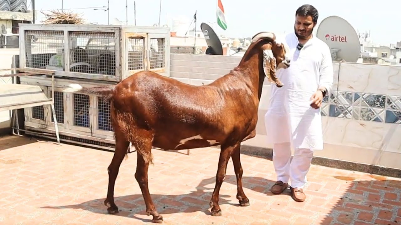 Modern goat farming in india | Wheavy weight biggest goat- big goat in ...