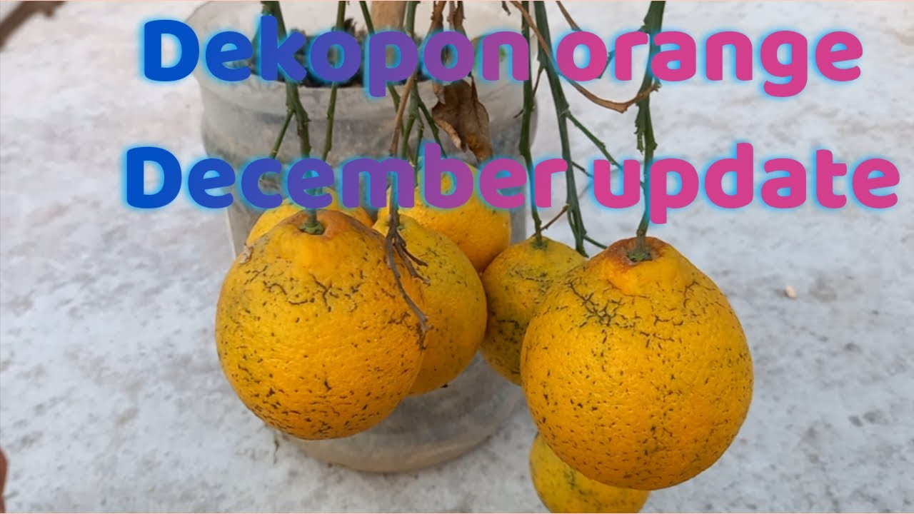 December update of dekopon orange - YouTube