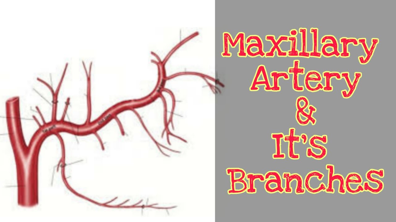 Maxillary Artery made easy part 2| Maxillary Artery Branches and ...
