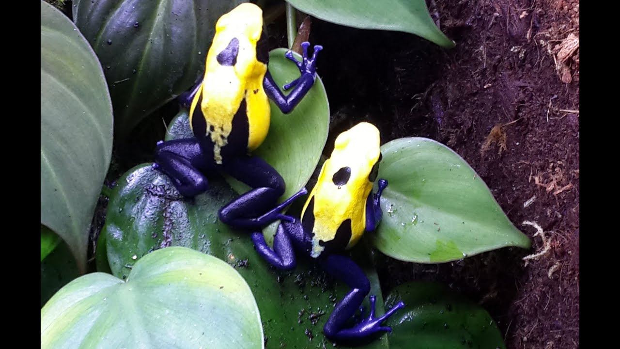 Introduction - Frog Room Tour Oct 2018 - YouTube