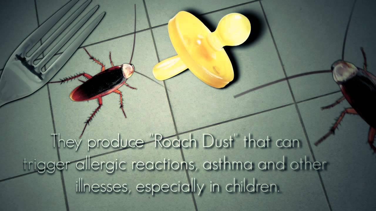 Roach Problem in Your Home | Florida Pest Control - YouTube