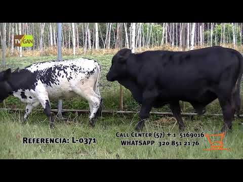 2019: TORO Y NOVILLA APTOS PARA LA REPRODUCCIÓN, SANTUARIO, ANTIOQUIA L-0371