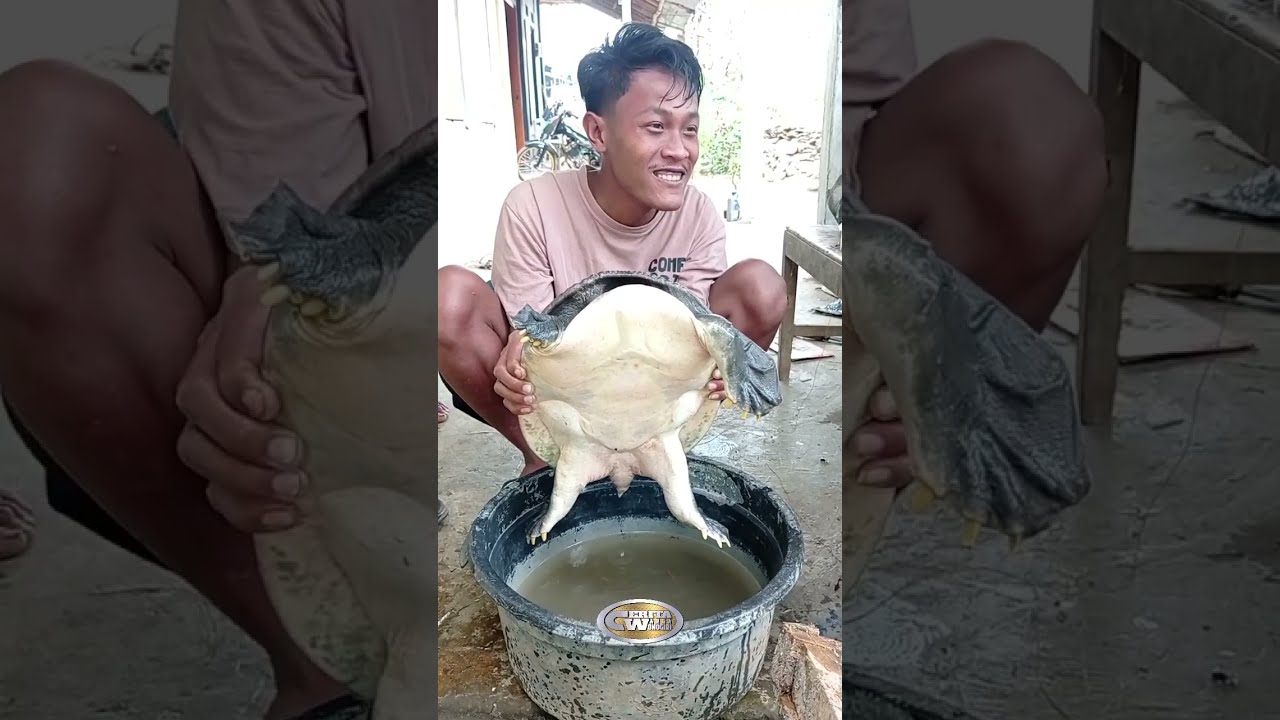 BULUS RAKSASA ditemukan oleh warga desa. #viralvideo - YouTube