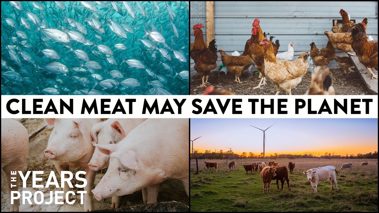 Clean Meat Can Clean The Air - YouTube